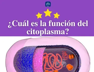 Qu Es El Citoplasma Funciones Estructura Y Caractersticas Estructura y ...