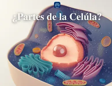 ¿Cuáles son las partes de la célula? | Concepto y Ejemplos
