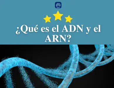 ¿Qué es el ADN y ARN? | Concepto y Ejemplos