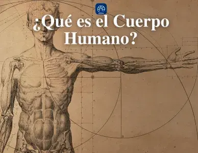 ¿Qué es el cuerpo humano? | Concepto y Ejemplos