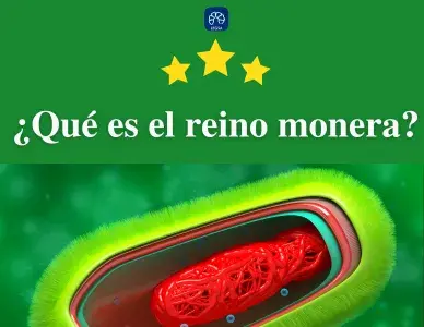 ¿Qué es el reino monera? | Concepto y Ejemplos