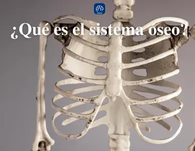 ¿Qué es el sistema óseo? | Concepto y Ejemplos