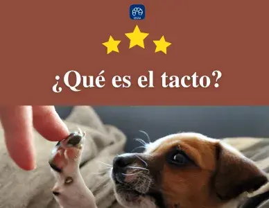 ¿Qué es el tacto? | Concepto y Ejemplos