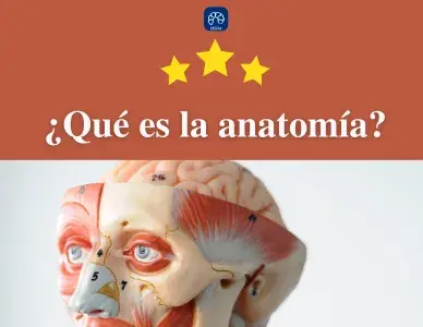 ¿Qué es la anatomía? | Concepto y Ejemplos