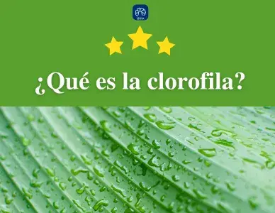 ¿Qué es la clorofila? | Concepto y Ejemplos