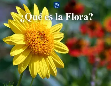 ¿Qué es la Flora? | Concepto y Ejemplos