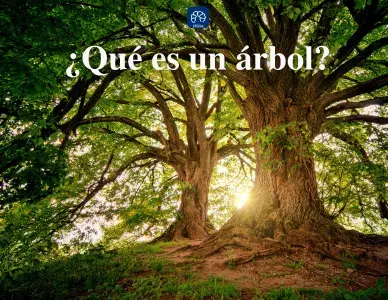¿Qué es un árbol? | Concepto y Ejemplos