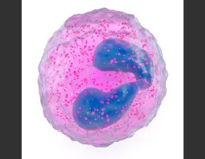 ¿Qué es un citoplasma? | Concepto y Ejemplos