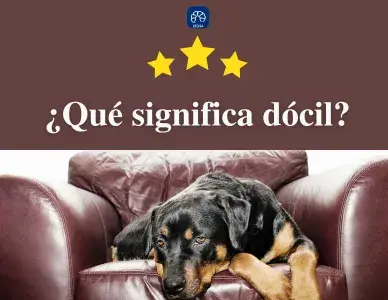 ¿Qué significa dócil? | Concepto y Ejemplos