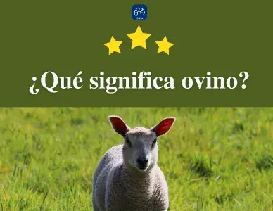 ¿Qué significa ovino? | Concepto y Ejemplos
