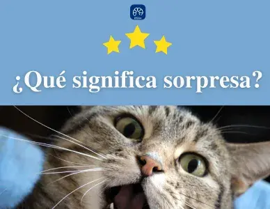 ¿Qué significa sorpresa? | Concepto y Ejemplos
