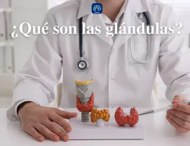 ¿Qué son las glándulas? | Concepto y Ejemplos