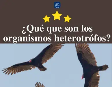 ¿Qué son los organismos heterótrofos? | Concepto y Ejemplos